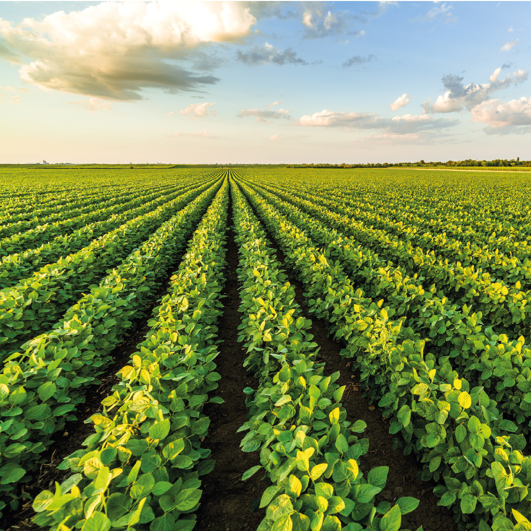 Animal Production – Bonus Shop